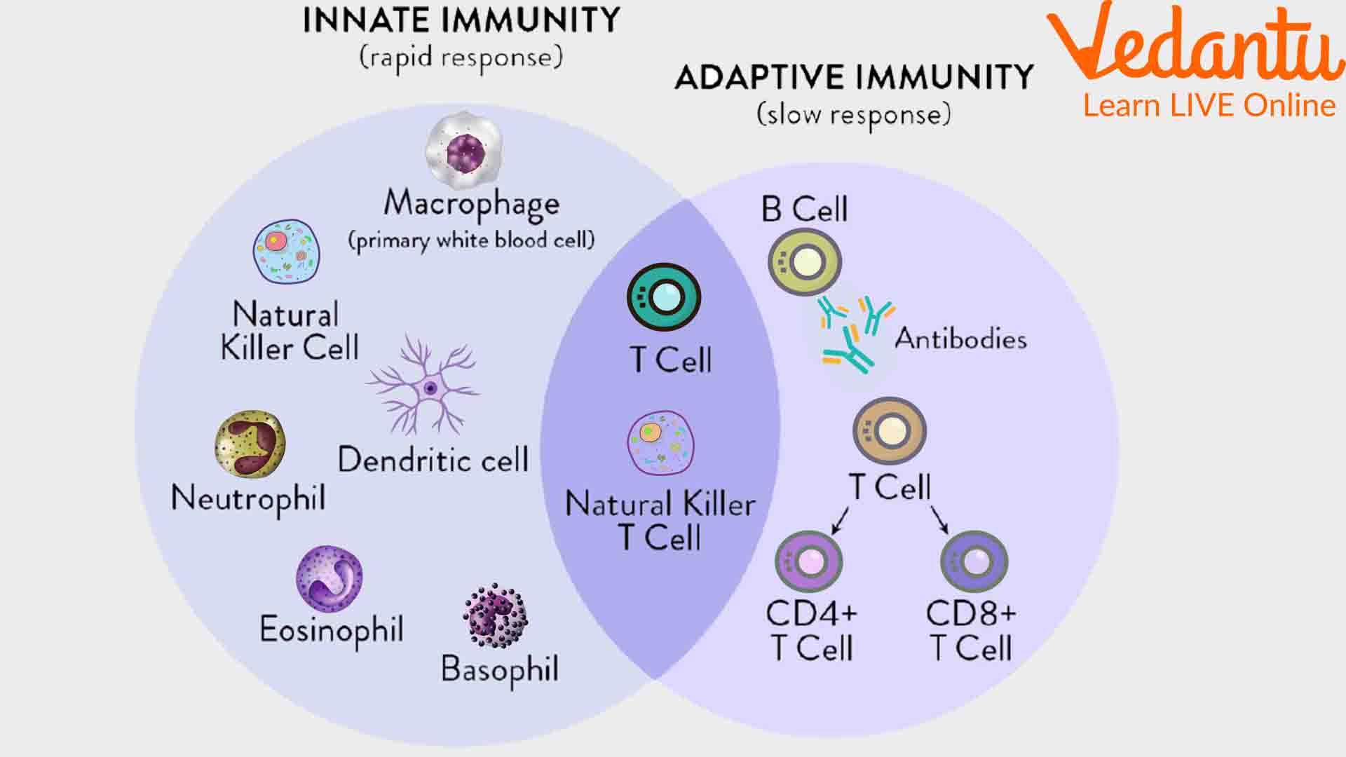 The Types Of Antibodies And Cells That Make Our Immune System The Types Of Antibodies And Cells That Make Our Immune System