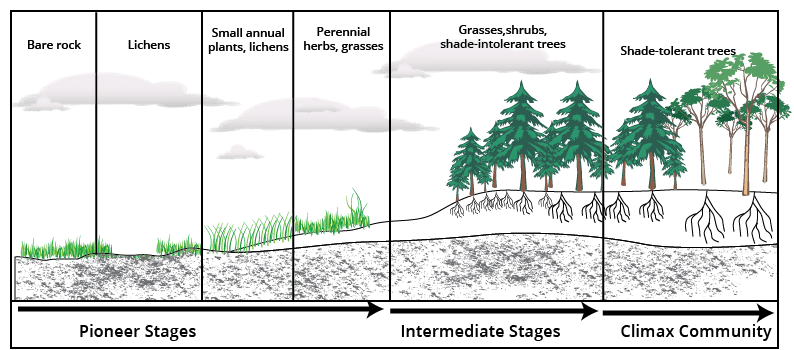 Secondary Succession Timeline