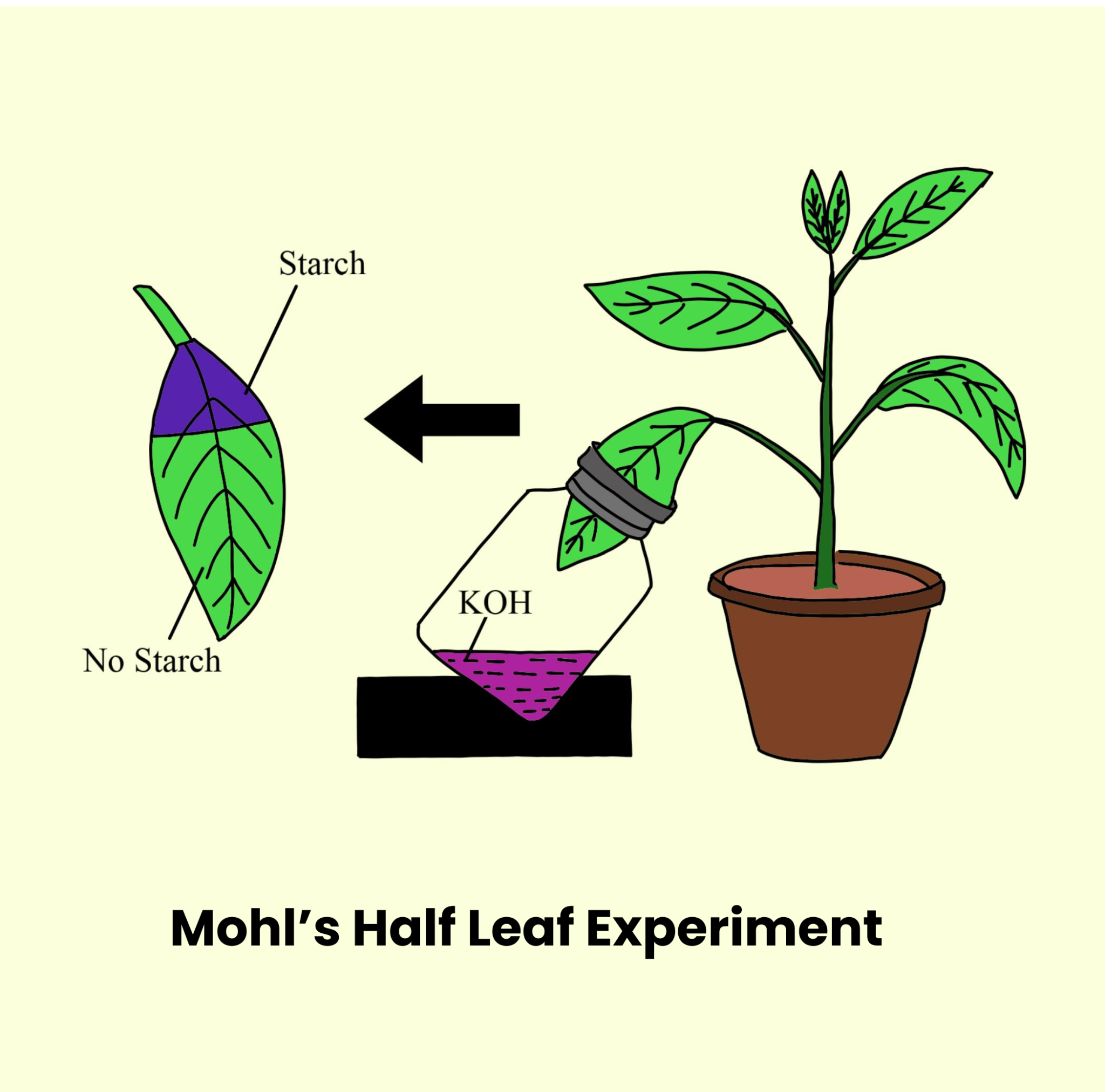 Julius Von Sachs Photosynthesis