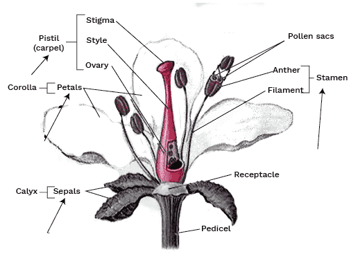 Plant Kingdom Class 11 Notes CBSE Biology Chapter 3 [PDF]