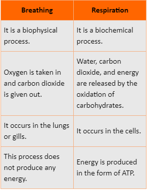 Cellular Respiration And Photosynthesis Comparison