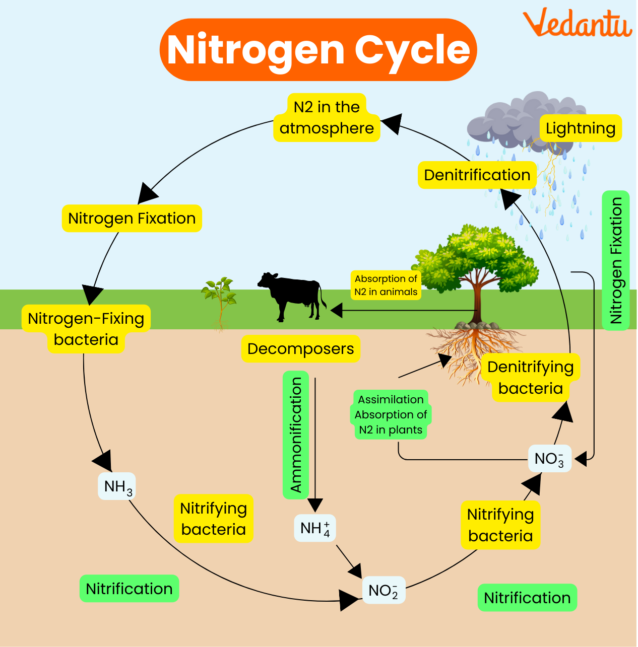 Nitrogen Cycle Steps Diagram And Importance Explained One For All
