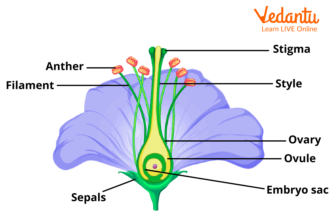 Fertilization In Plants
