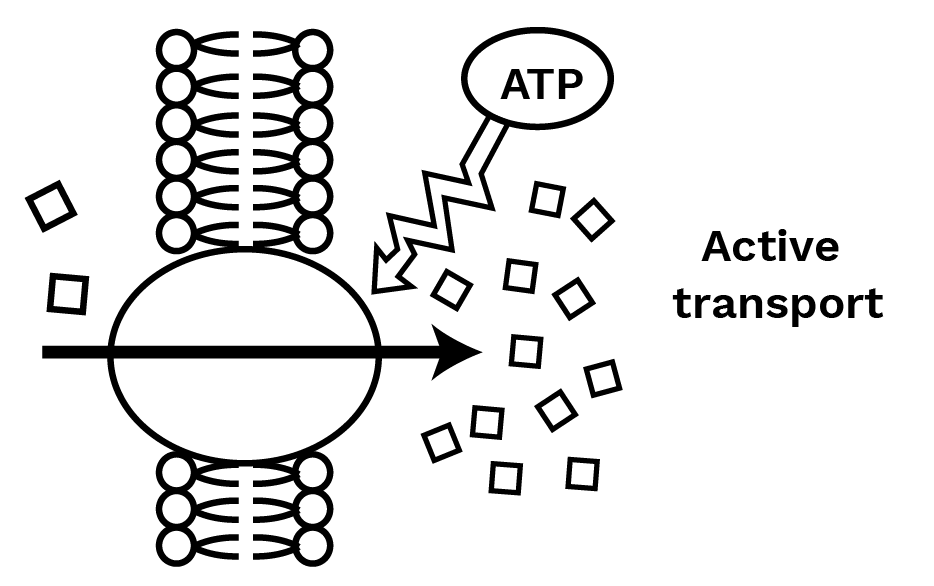 Transport in Plants Class 11 Notes CBSE Biology Chapter 11 [PDF]