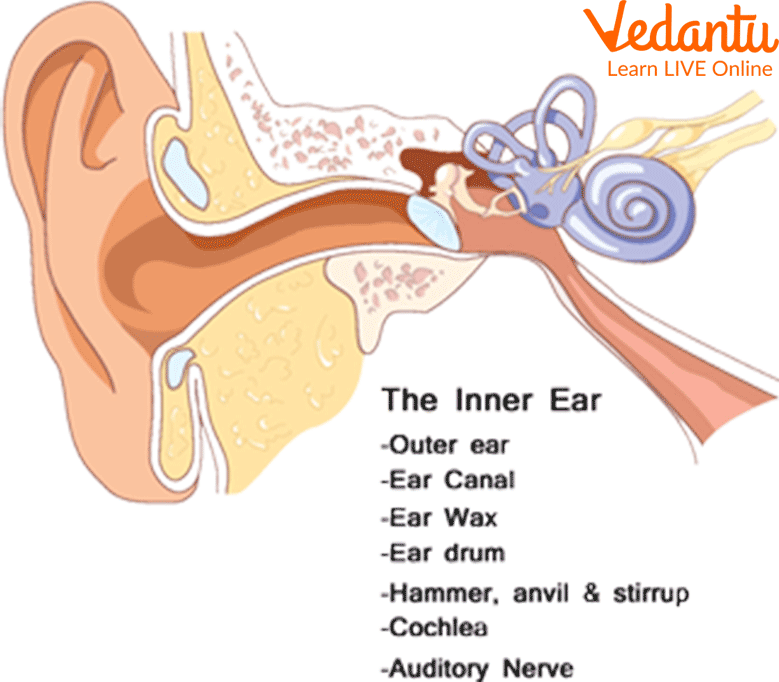 Sense Organs Learn Definition Properties And Facts Sense Organs Learn Definition Properties And Facts