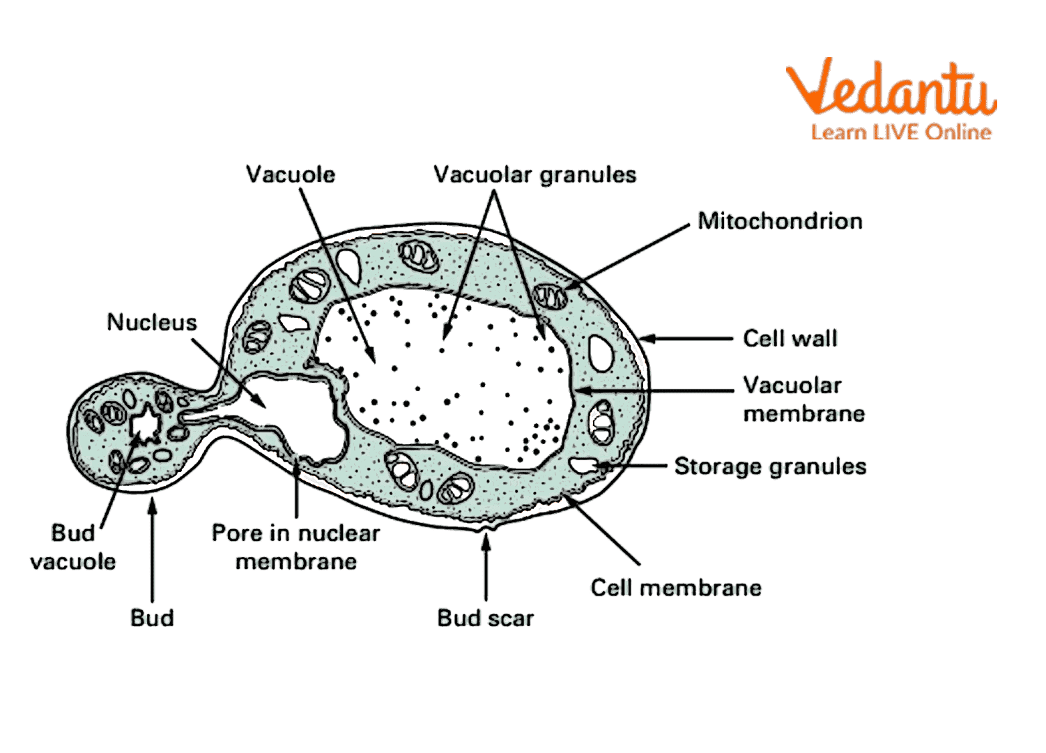 Fungal Cell Wall Learn Important Terms And Concepts Fungal Cell Wall Learn Important Terms And Concepts