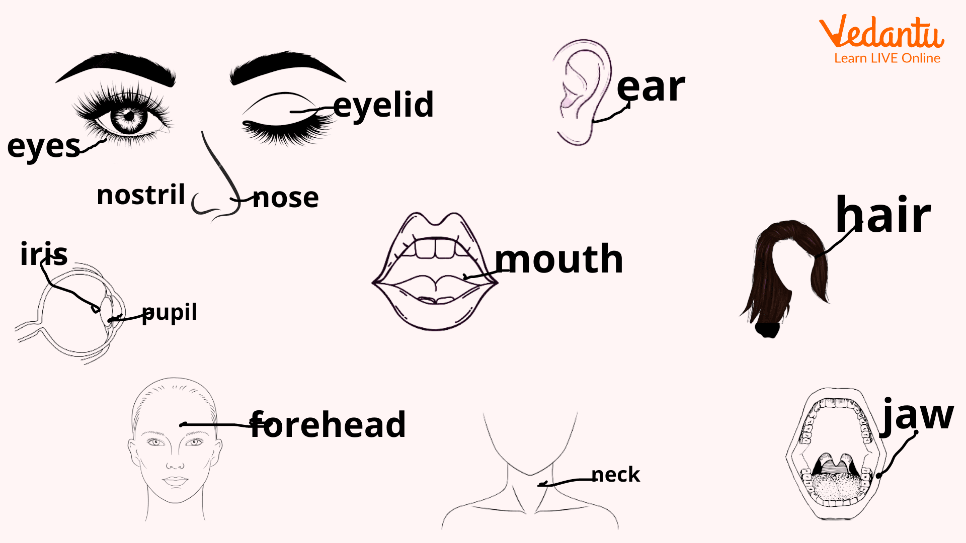 Human Face Parts Name In English Learn English Language 45 OFF Human Face Parts Name In English Learn English Language 45 OFF