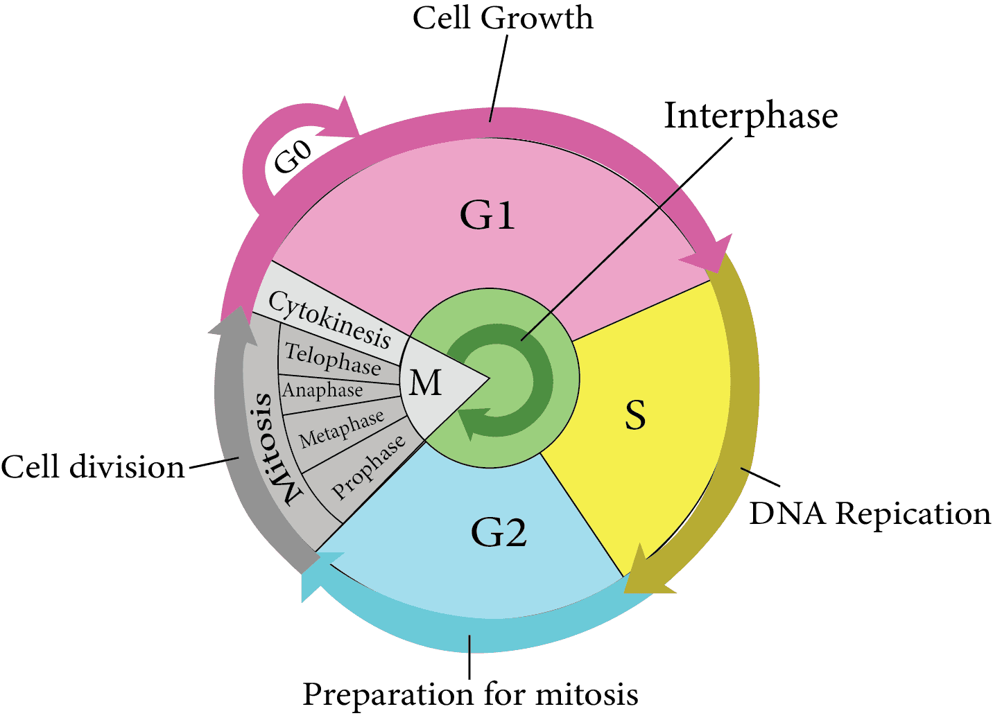 Cell Division Cycle Cell Division Cycle