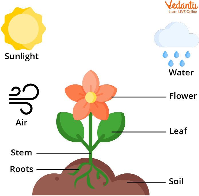 Flowering Plants Learn Definition Parts And Examples Flowering Plants Learn Definition Parts And Examples