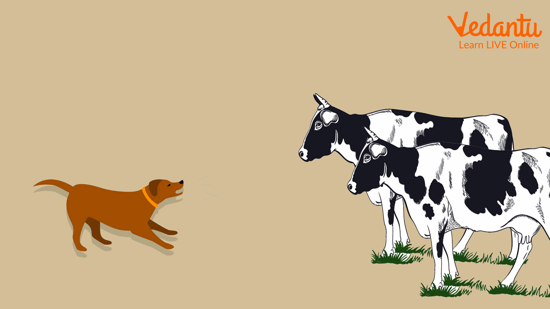 A Dog In The Manger Meaning And Sentence