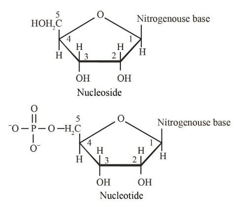 CBSE Chapter 10 Biomolecules Class 12 Notes: Free PDF Download