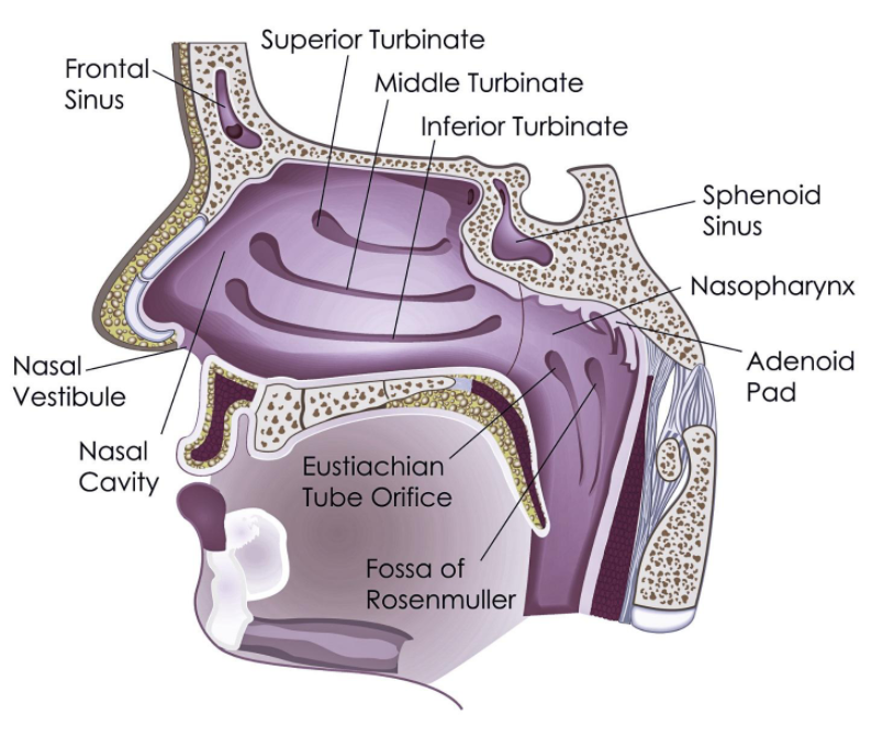 Nose Structure And Function JCI Nasal Ciliated Cells Are Primary