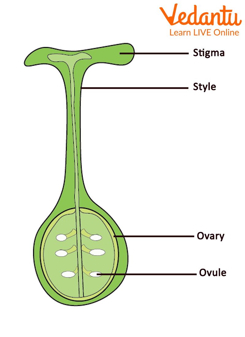 Pistil Pistil