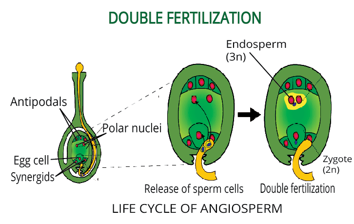 Plant Kingdom Class 11 Notes CBSE Biology Chapter 3 [PDF]