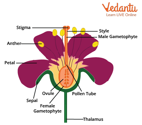 Longitudinal Section of Flower: Diagram, Parts & Functions Explained
