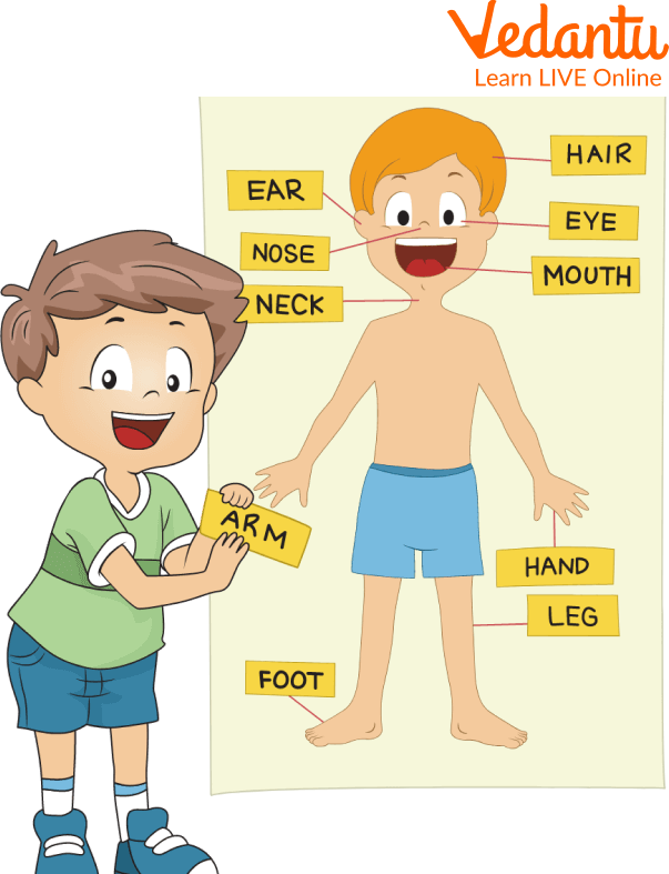 Human Body Parts And Functions For Kids Infoupdate