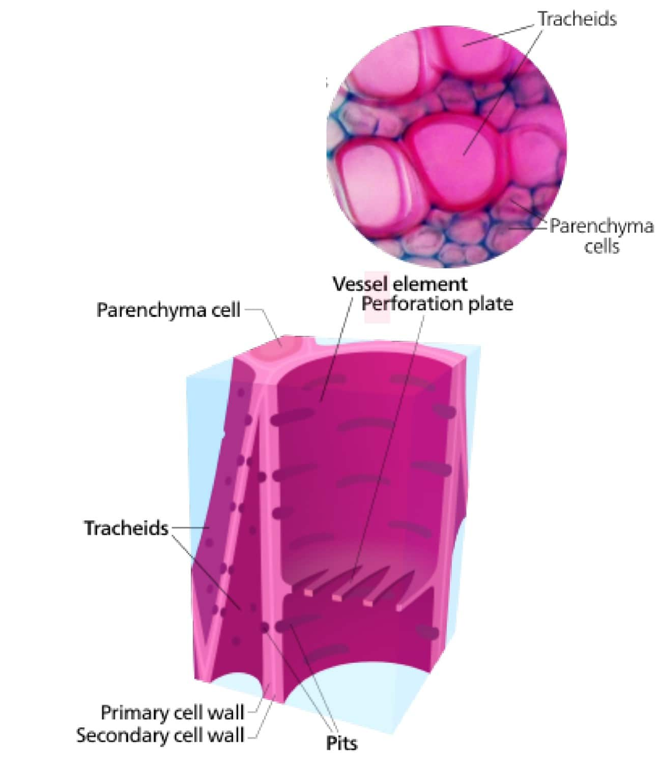 Difference Between Xylem and Phloem