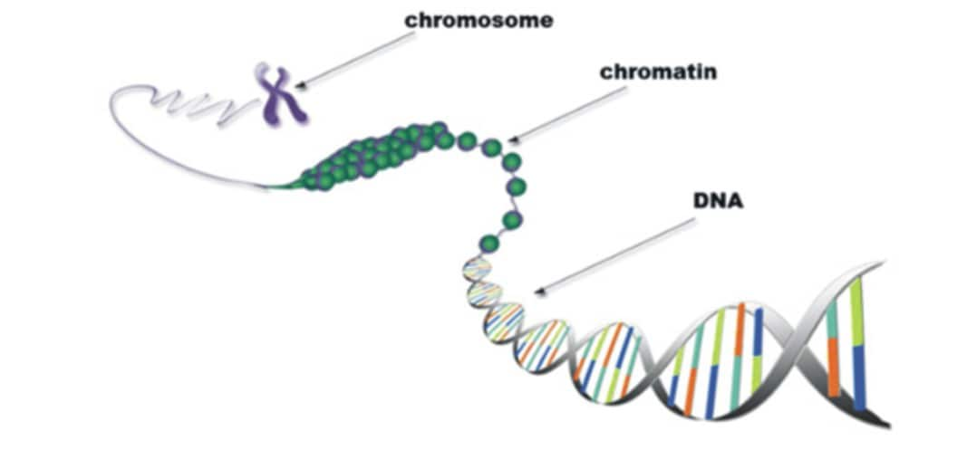 What is Chromatin? - Structure and Function of Chromatin | Cell Cycle ...