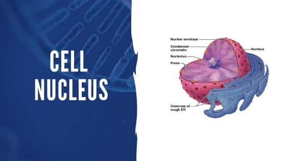 Animal Cell | Functions and Structure of Animal Cells