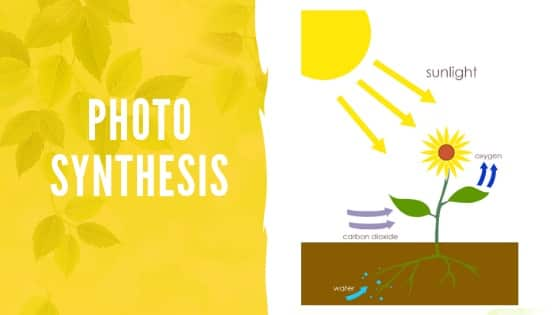 Light Energy Examples