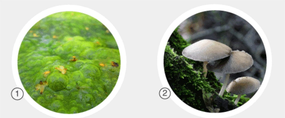 Plant Kingdom | Plantae Kingdom Classification and Characteristics