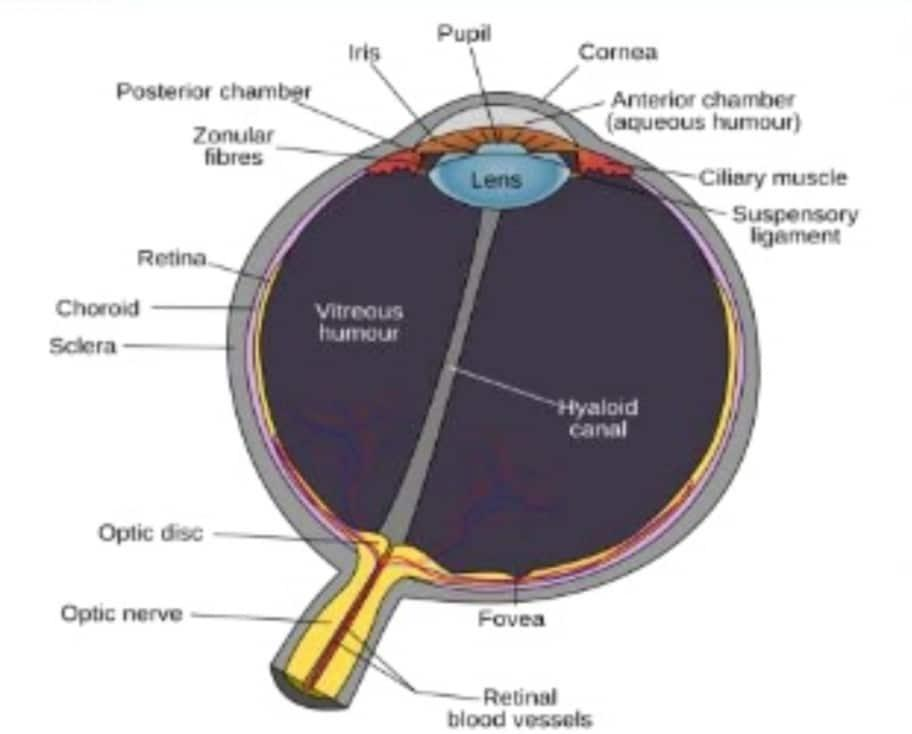 Structure of Eye - Parts of the Human Eye Structure