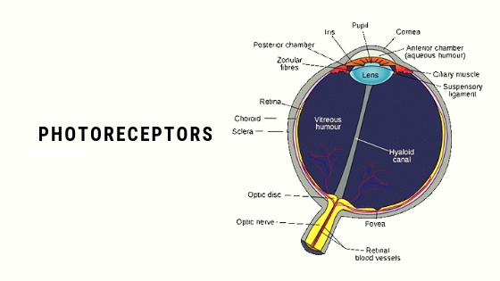Sensory Perception | Process of Sensory Perception