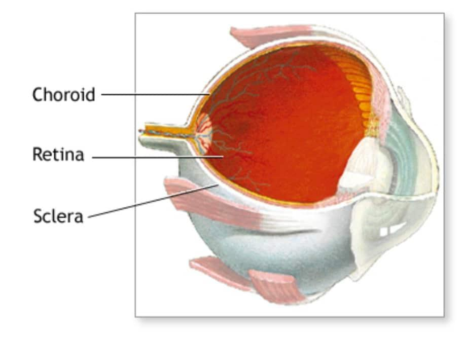 Structure of Eye - Parts of the Human Eye Structure