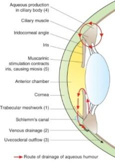Structure of Eye - Parts of the Human Eye Structure