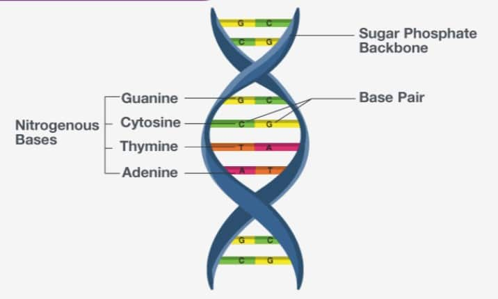 What is Chromatin? - Structure and Function of Chromatin | Cell Cycle ...