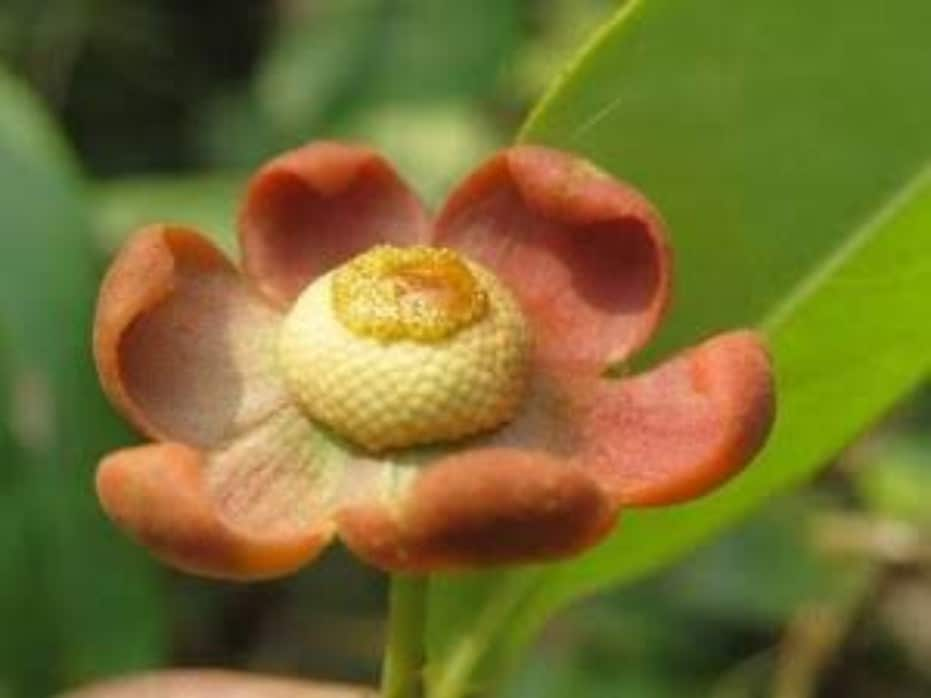 Endemic Species | What is Endemic Species - Definition and Examples